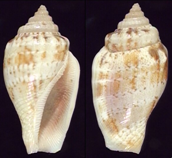All shells - ShellBrothers - All shells