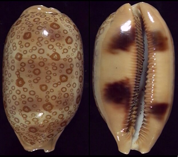 All shells - ShellBrothers - All shells