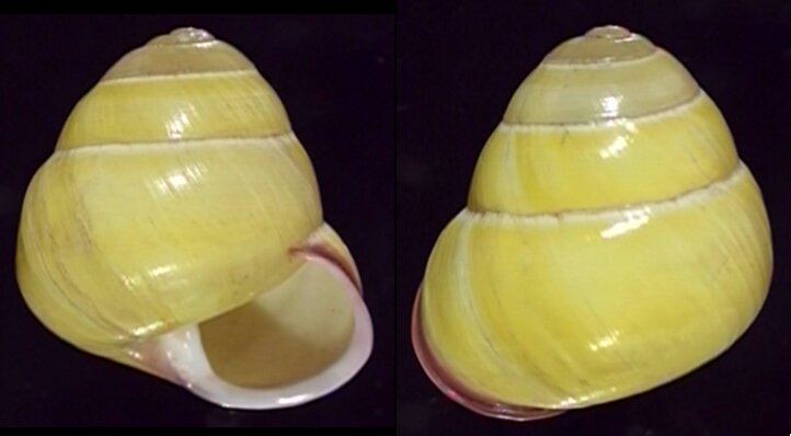 New shells - ShellBrothers - New shells