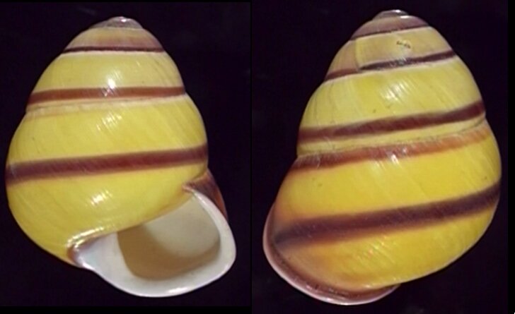 New shells - ShellBrothers - New shells