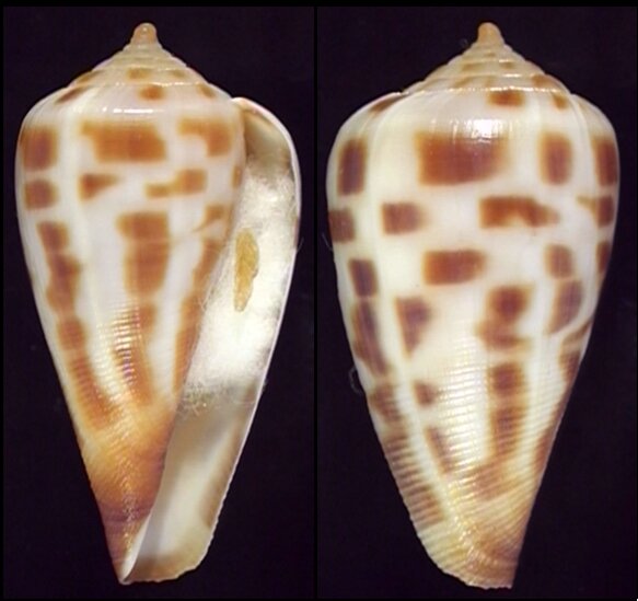 New shells - ShellBrothers - New shells