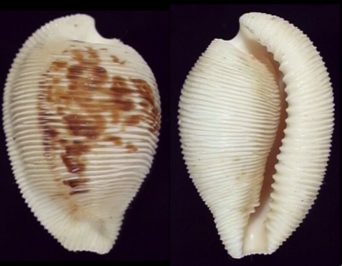 New shells - ShellBrothers - New shells