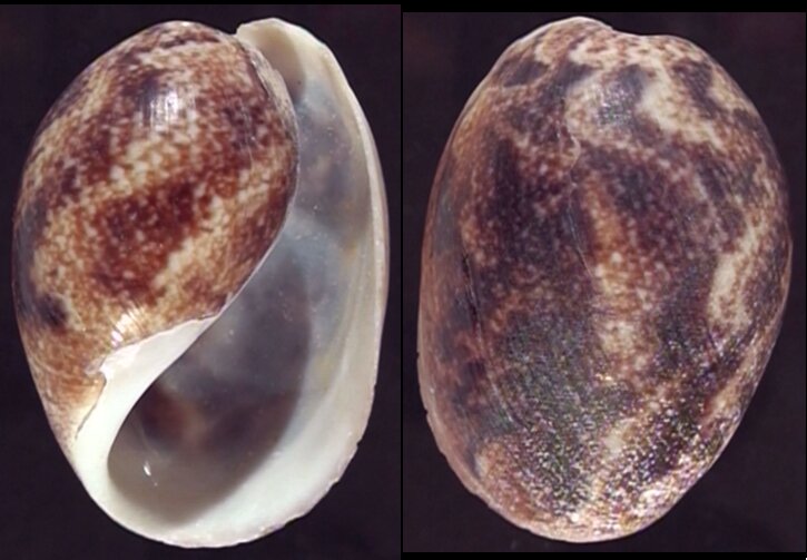 All shells - ShellBrothers - All shells