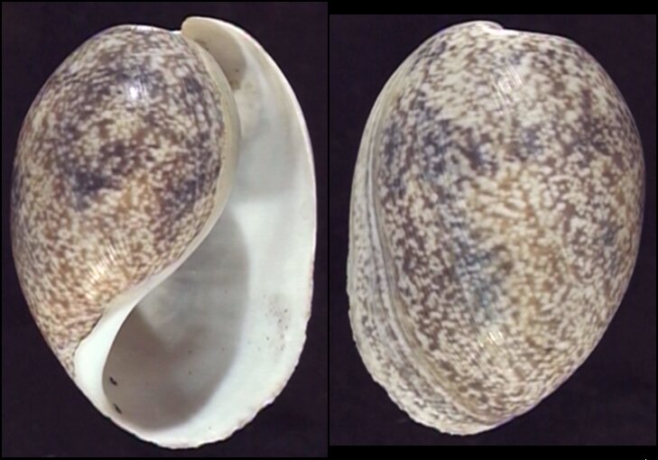 All shells - ShellBrothers - All shells