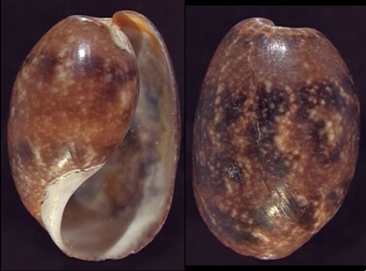 All shells - ShellBrothers - All shells