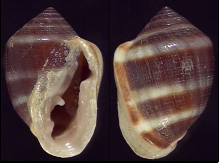 All shells - ShellBrothers - All shells