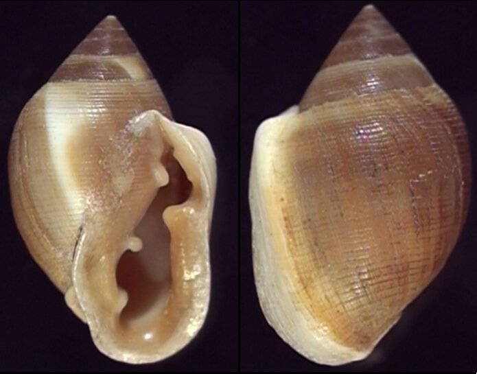 All shells - ShellBrothers - All shells