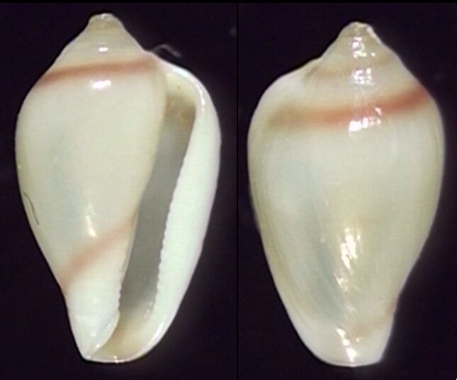 New shells - ShellBrothers - New shells