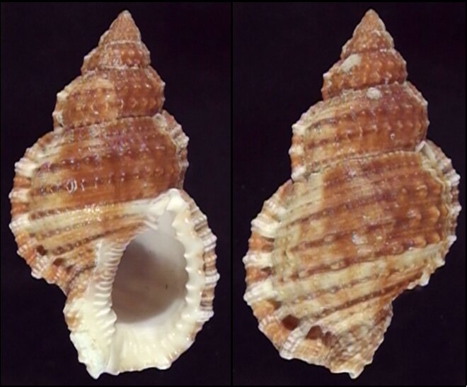New shells - ShellBrothers - New shells