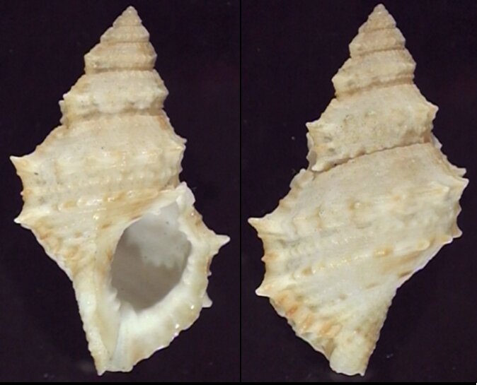 New shells - ShellBrothers - New shells