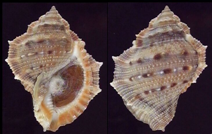 All shells - ShellBrothers - All shells