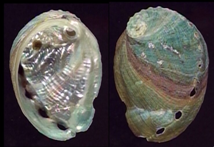 All shells - ShellBrothers - All shells