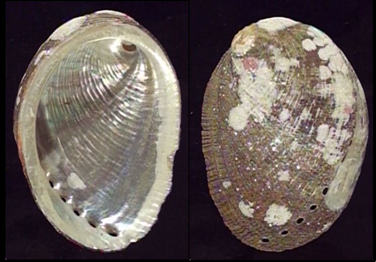 All shells - ShellBrothers - All shells