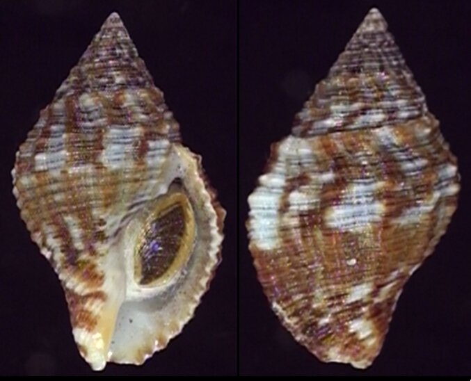 All shells - ShellBrothers - All shells