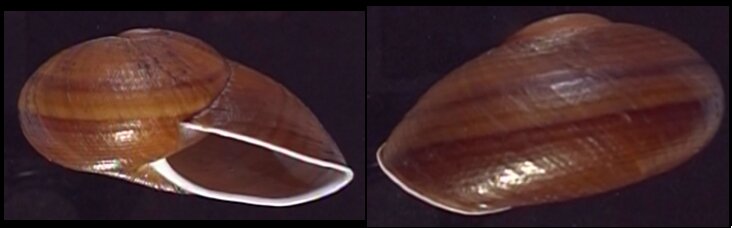 Top shells - ShellBrothers - Top shells