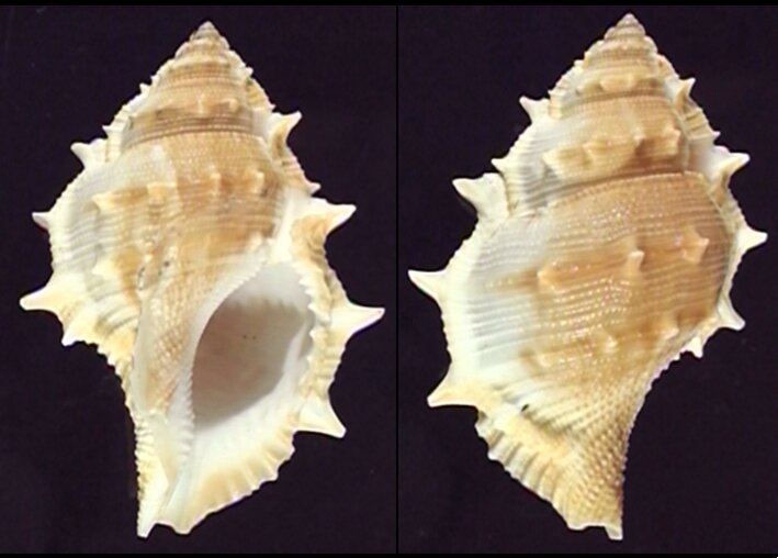 New shells - ShellBrothers - New shells