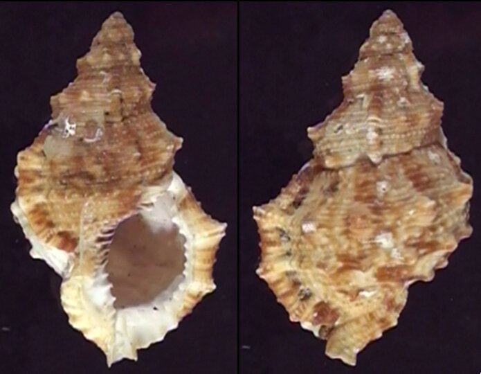 New shells - ShellBrothers - New shells