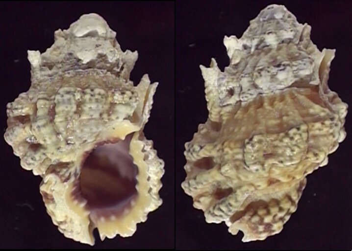 New shells - ShellBrothers - New shells