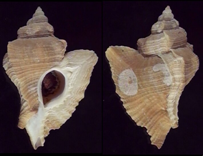 All shells - ShellBrothers - All shells
