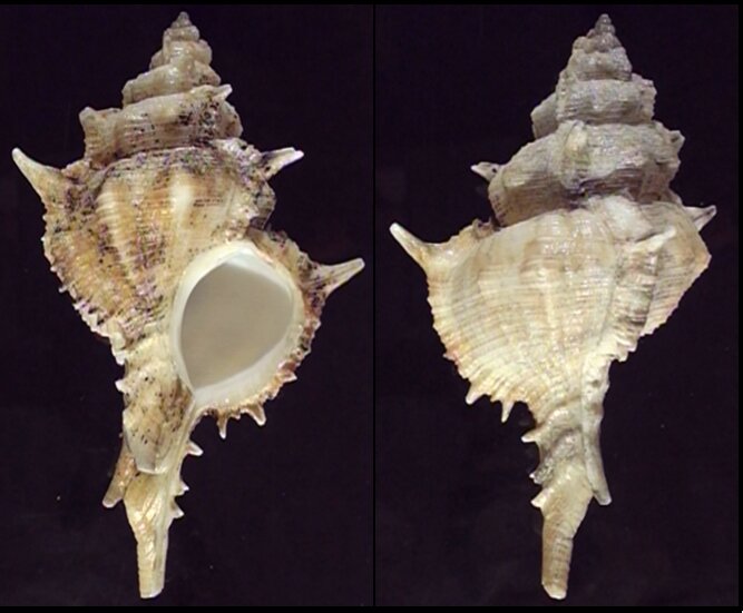 New shells - ShellBrothers - New shells