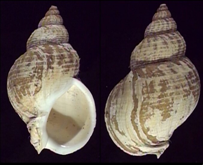 New shells - ShellBrothers - New shells