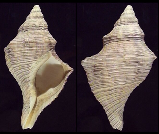 New shells - ShellBrothers - New shells