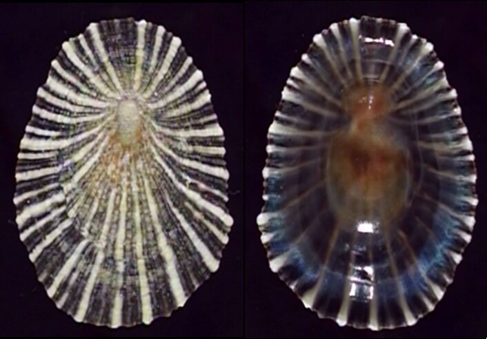 All shells - ShellBrothers - All shells