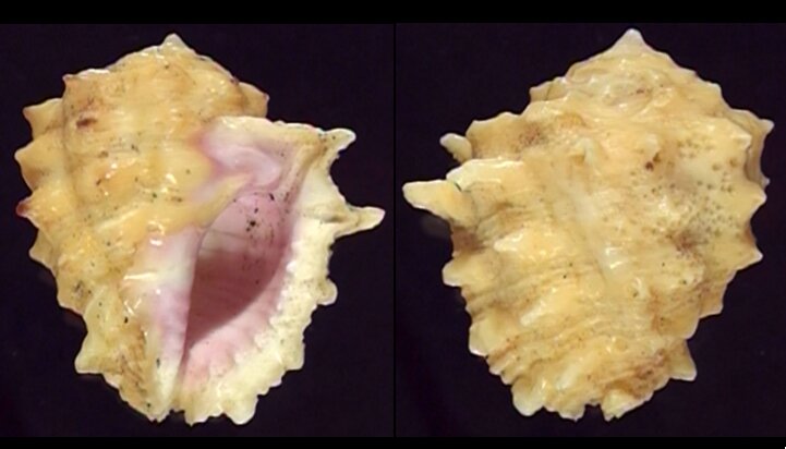 New shells - ShellBrothers - New shells