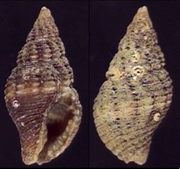 All shells - ShellBrothers - All shells