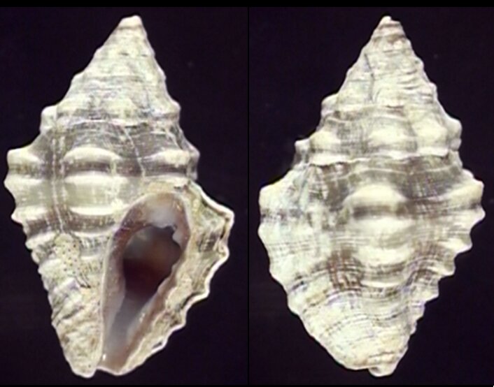 All shells - ShellBrothers - All shells