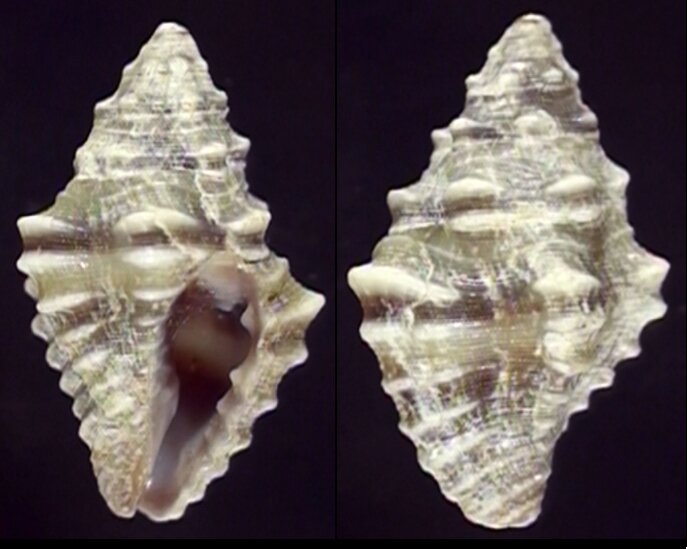 All shells - ShellBrothers - All shells