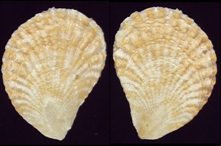 All shells - ShellBrothers - All shells