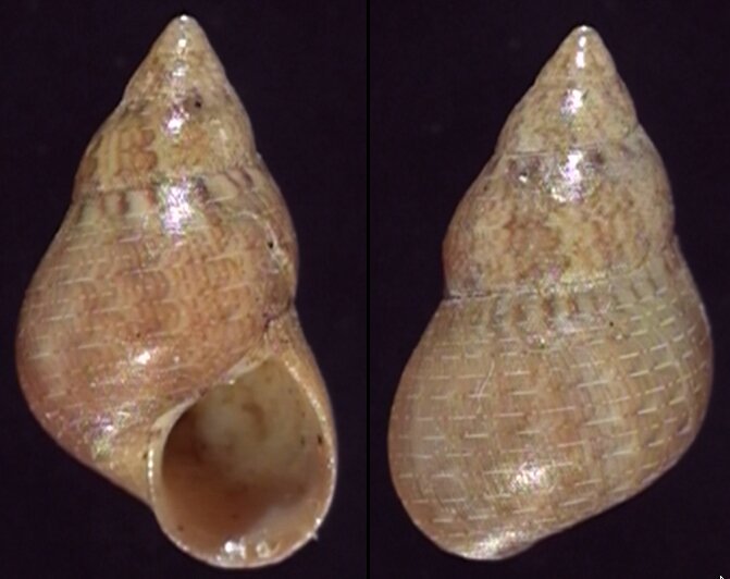 All shells - ShellBrothers - All shells