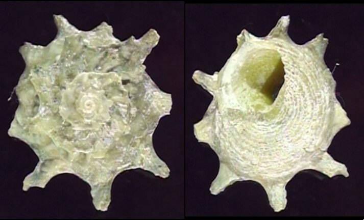 All shells - ShellBrothers - All shells