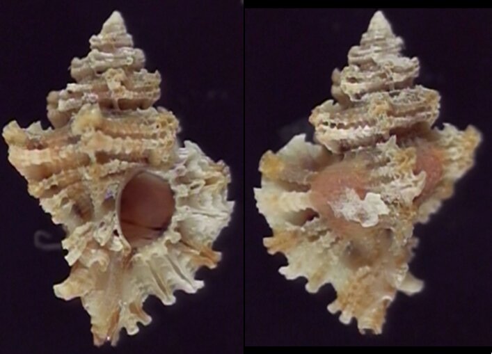 All shells - ShellBrothers - All shells