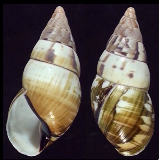 All shells - ShellBrothers - All shells