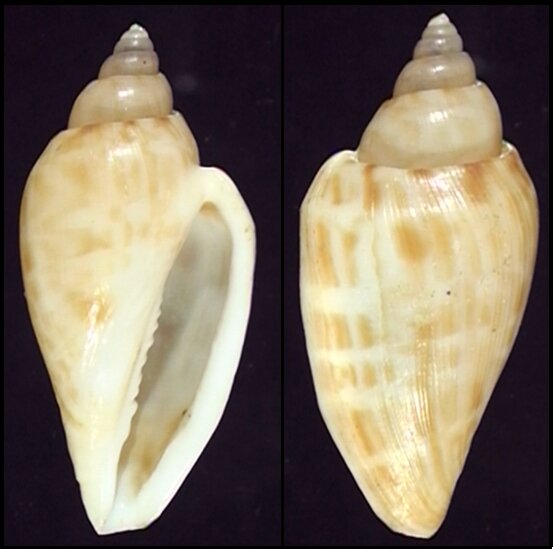 Top shells - ShellBrothers - Top shells