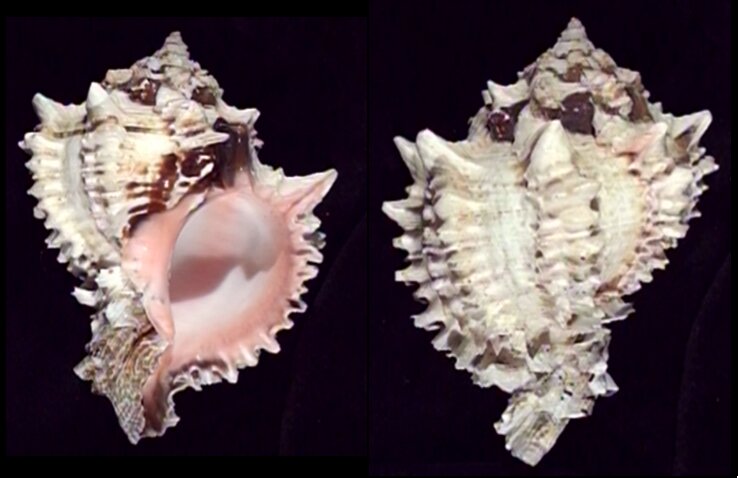 All shells - ShellBrothers - All shells