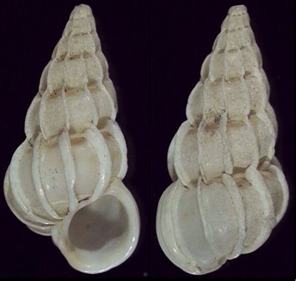 All shells - ShellBrothers - All shells