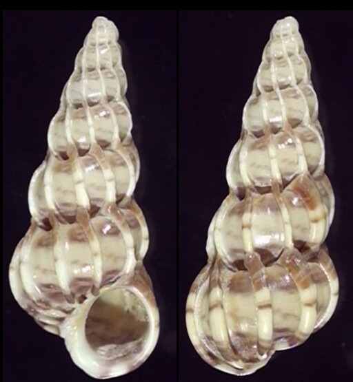 ShellBrothers - Monsecour Brothers specimen shells