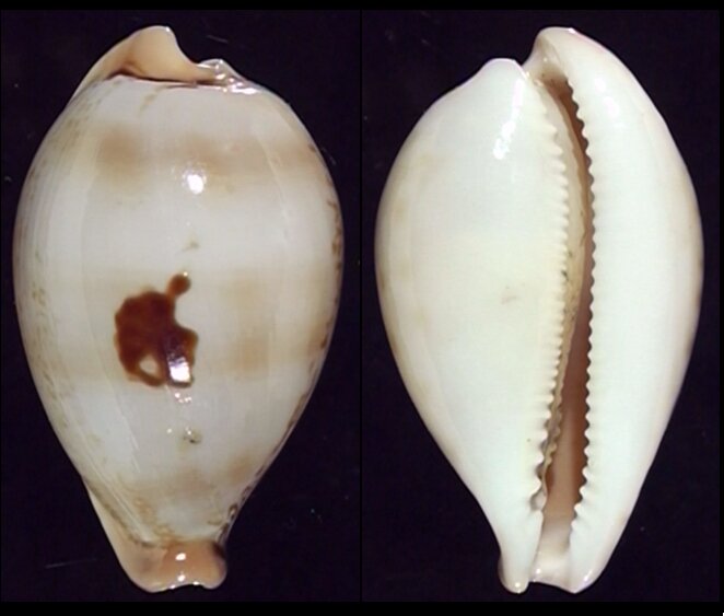 All shells - ShellBrothers - All shells