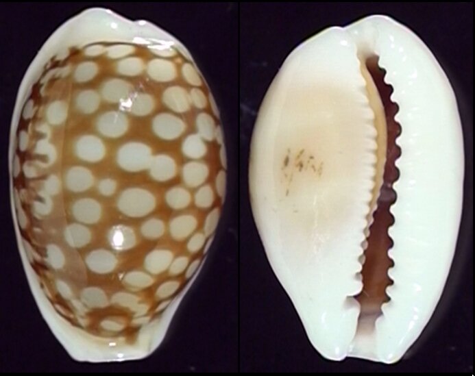 All shells - ShellBrothers - All shells