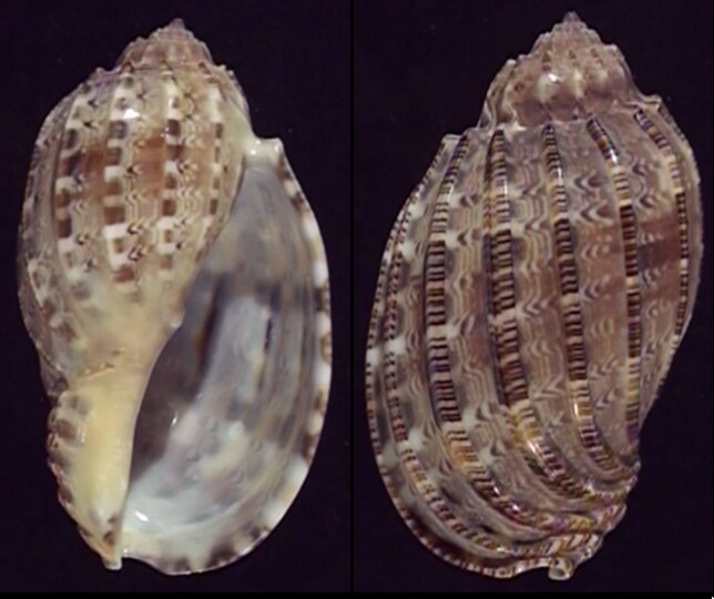 All shells - ShellBrothers - All shells