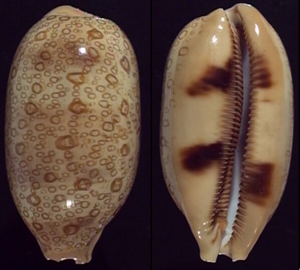 All shells - ShellBrothers - All shells