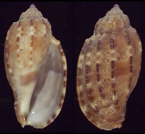 All shells - ShellBrothers - All shells