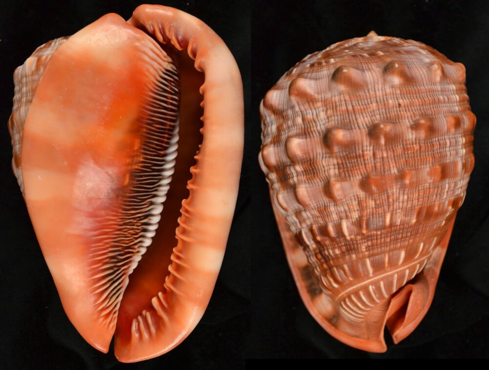 New shells - ShellBrothers - New shells