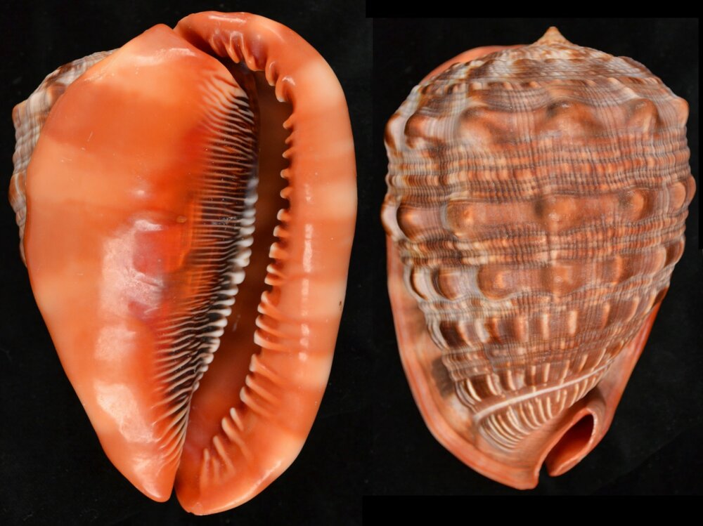 New shells - ShellBrothers - New shells