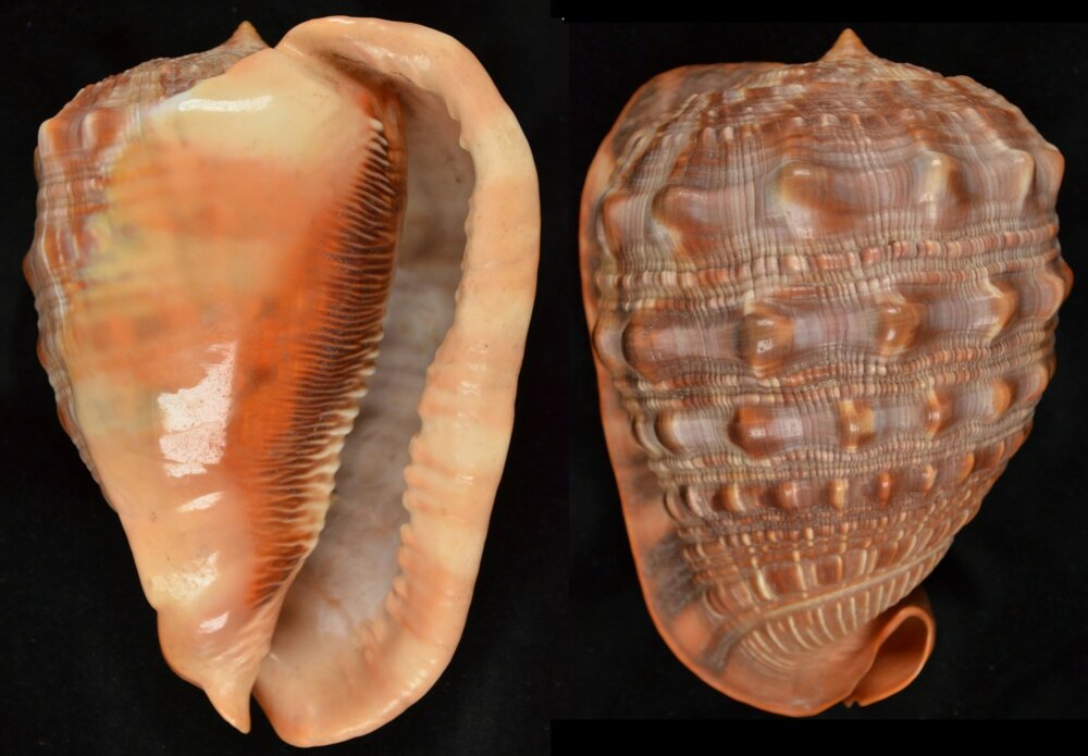 All shells - ShellBrothers - All shells