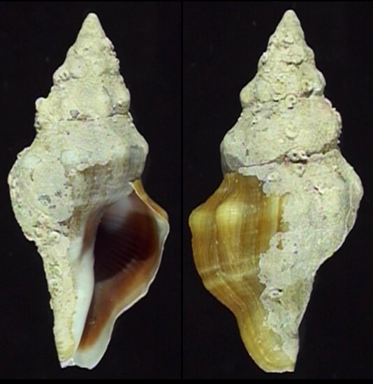 All shells - ShellBrothers - All shells