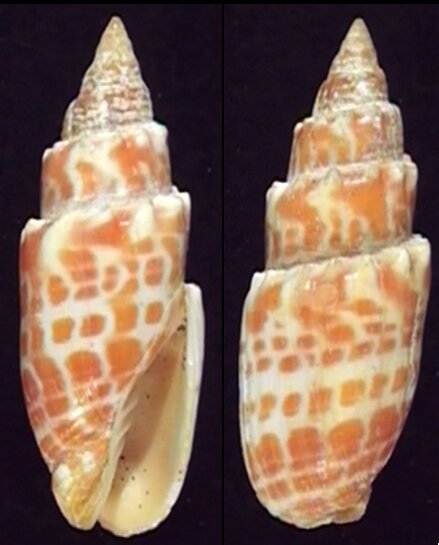 All shells - ShellBrothers - All shells